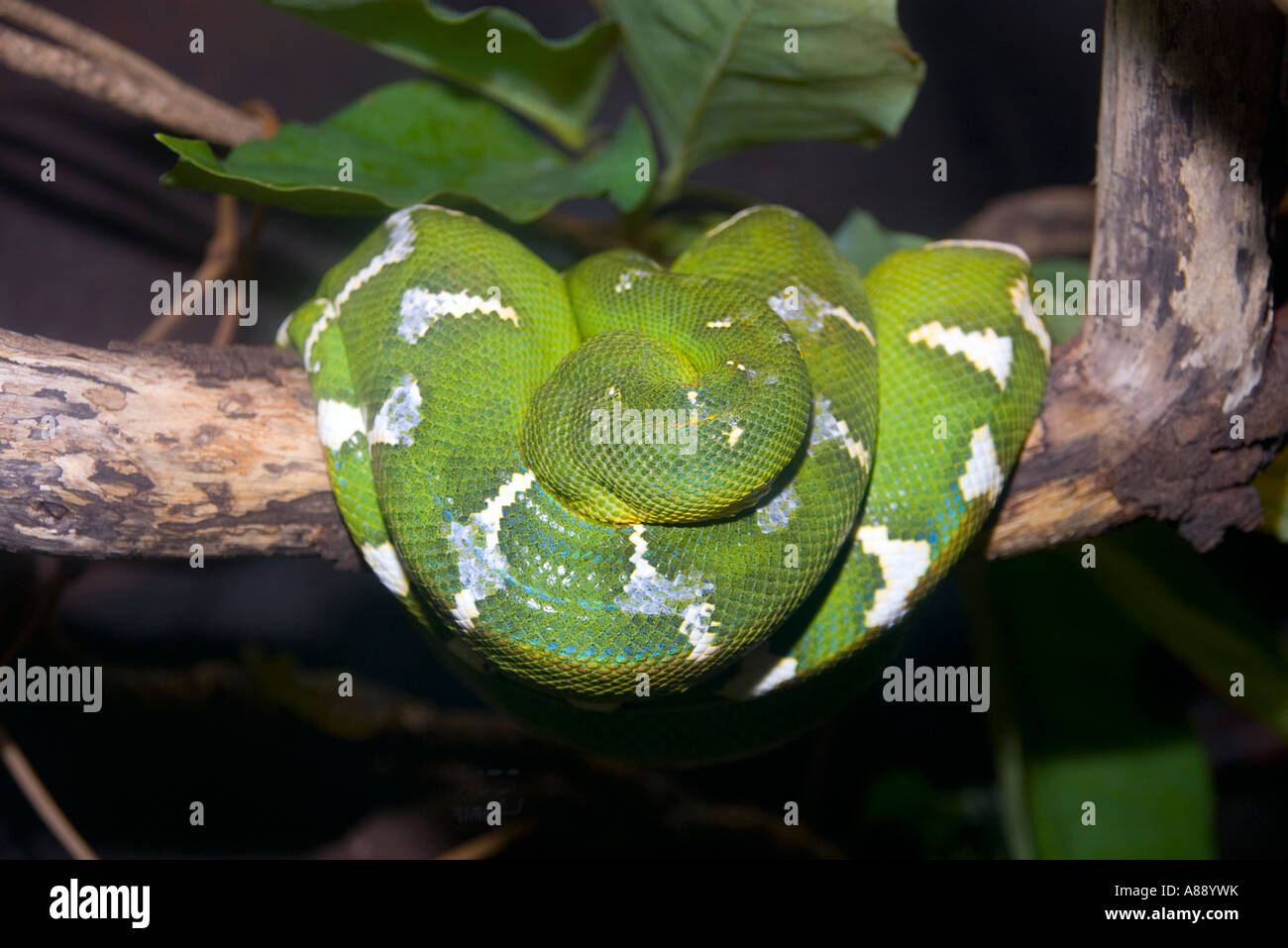 Sleeping snake hi-res stock photography and images - Alamy