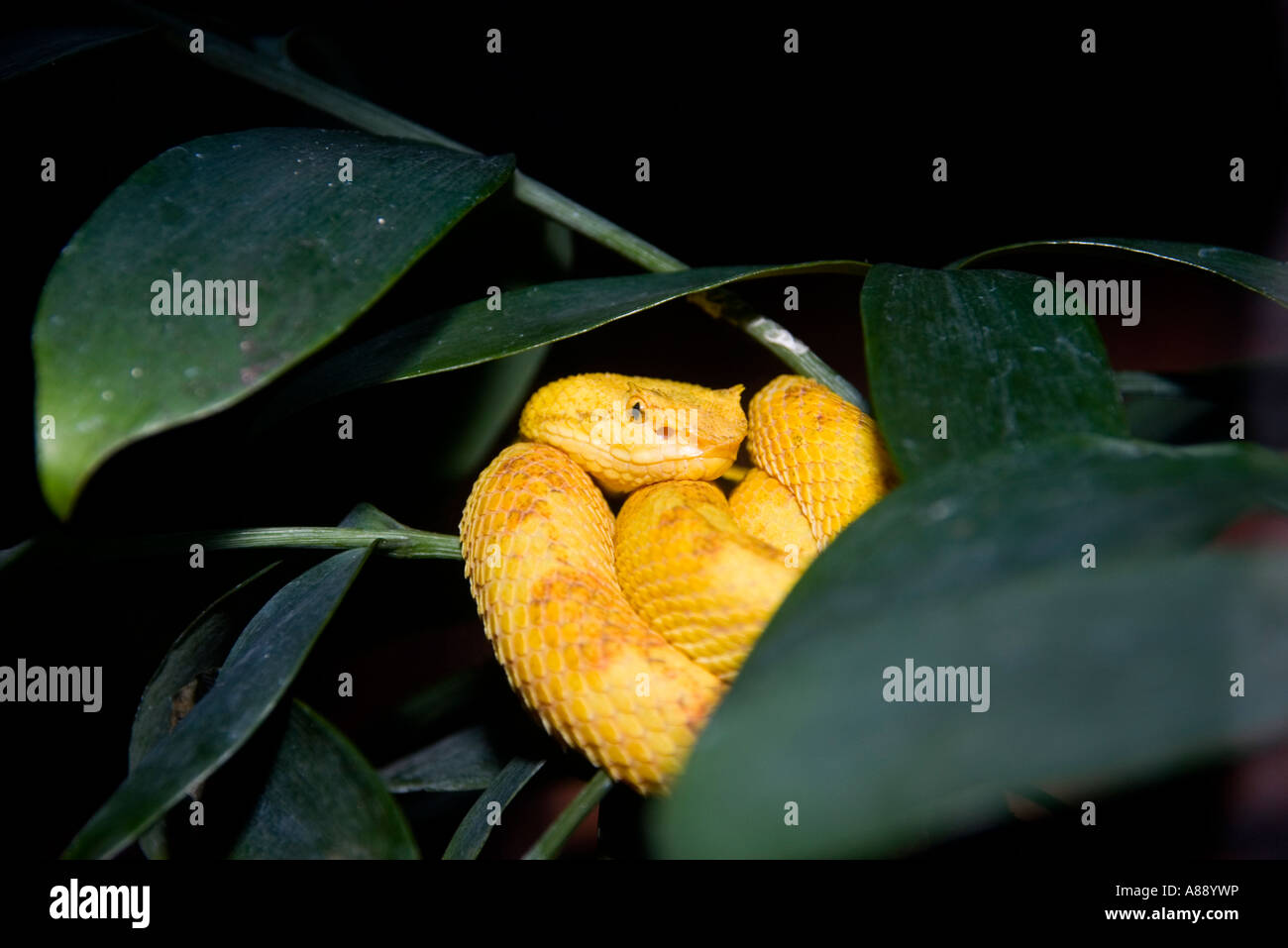 Brilliant yellow Eyelash Viper Stock Photo - Alamy