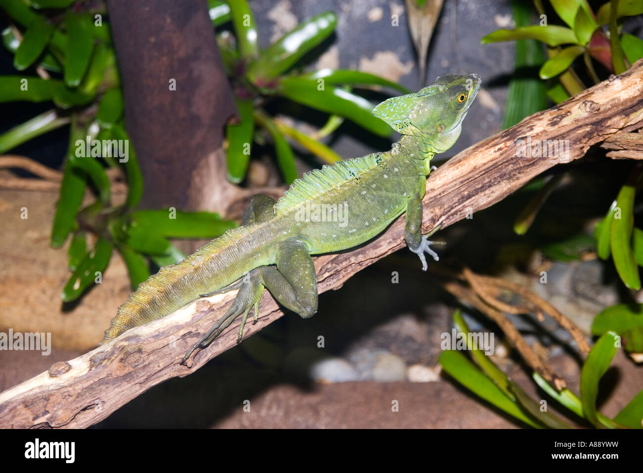 Basilisk lizard hi-res stock photography and images - Alamy