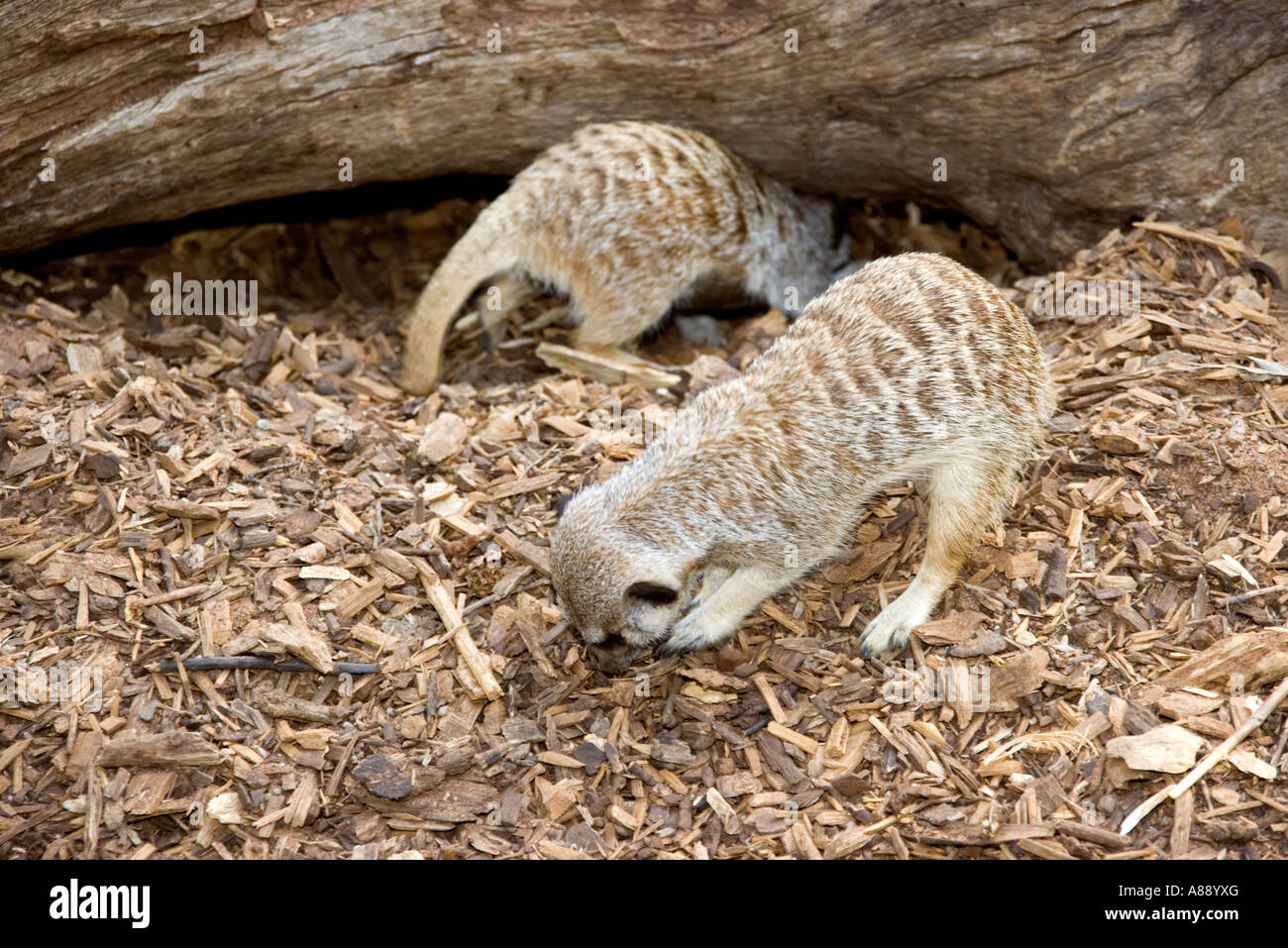 Two meerkats digging for food Stock Photo - Alamy