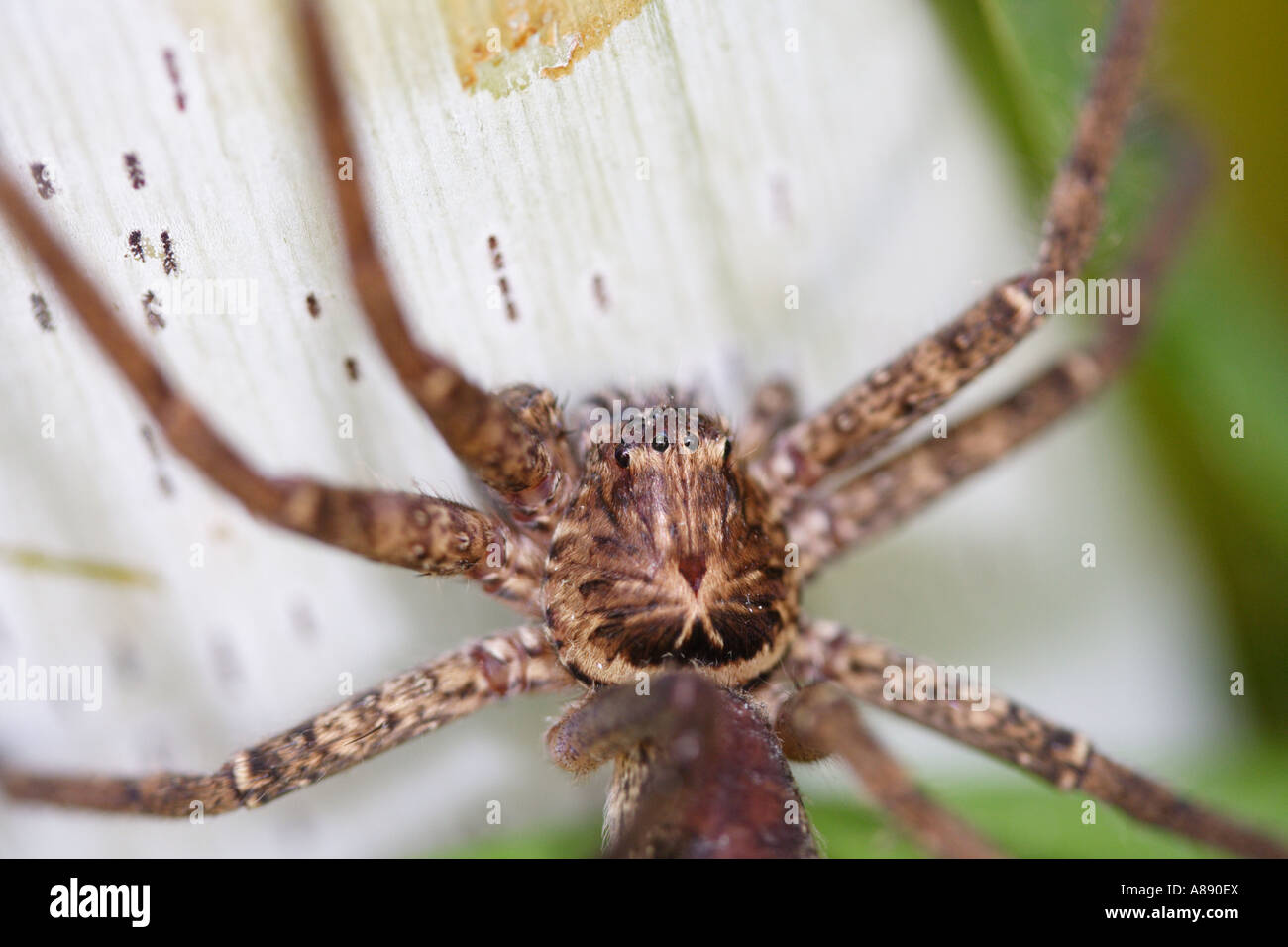 Huntsman spider australia large hi-res stock photography and images - Alamy