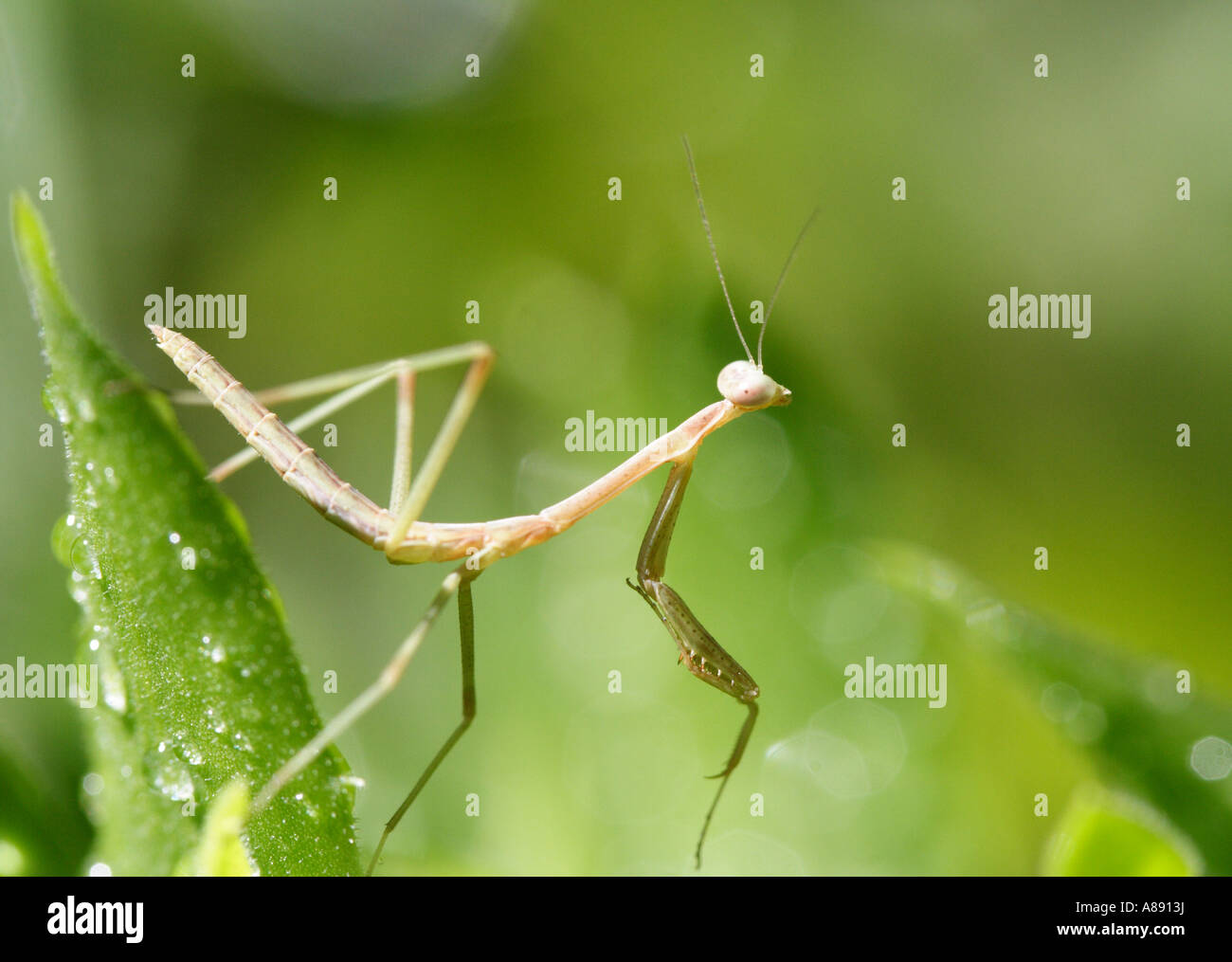 Prey mantises hi-res stock photography and images - Alamy
