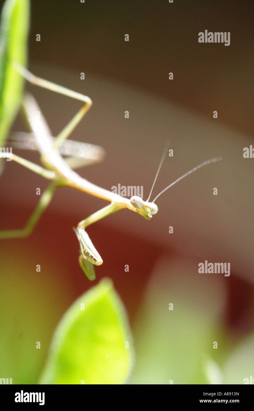 Prey Mantises High Resolution Stock Photography and Images - Alamy