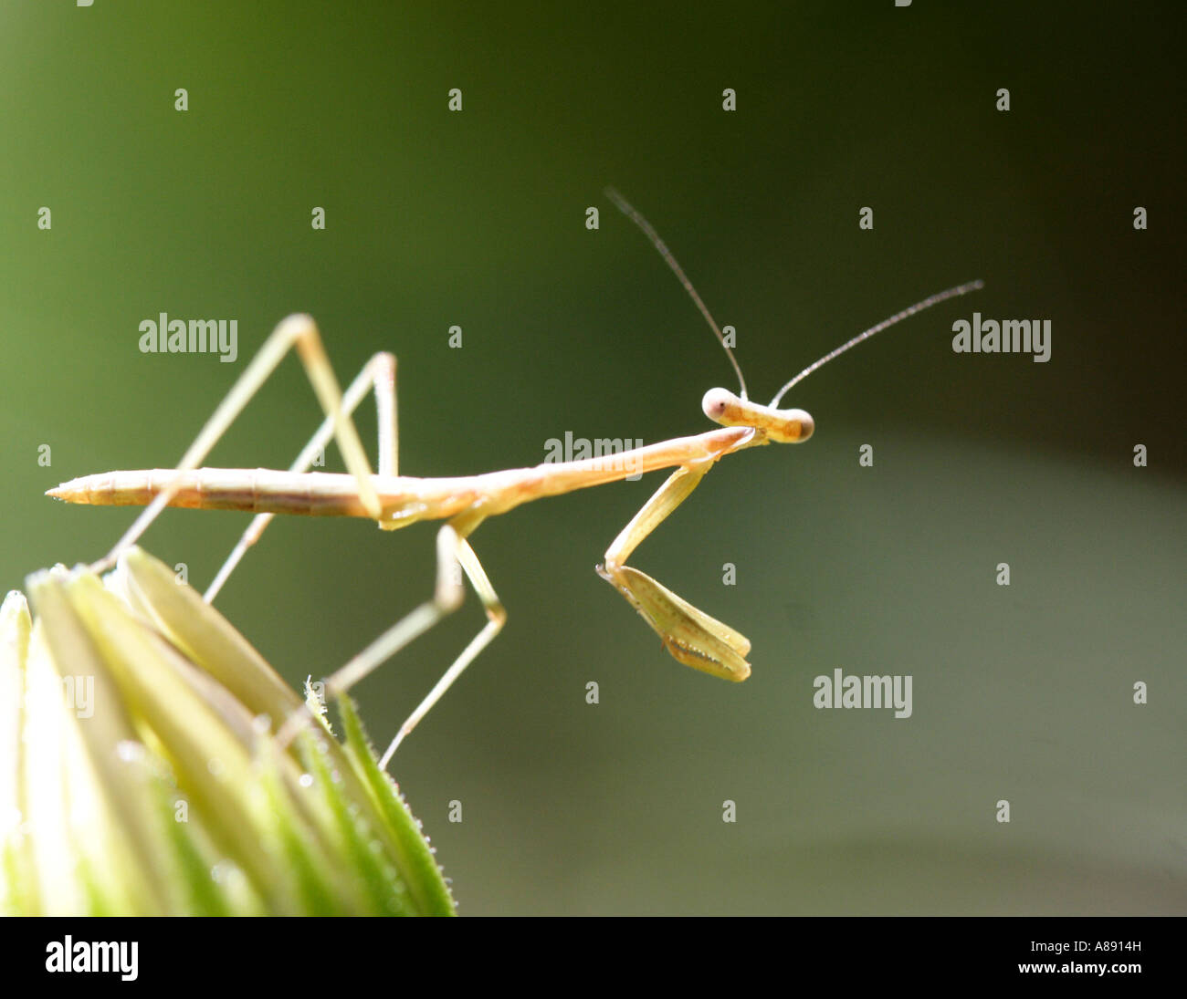 Prey Mantises High Resolution Stock Photography and Images - Alamy