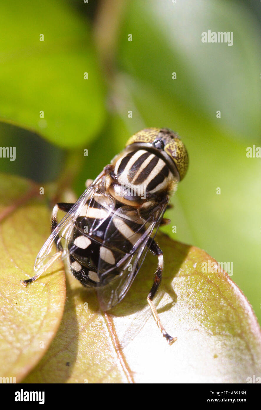 Native flys hi-res stock photography and images - Alamy