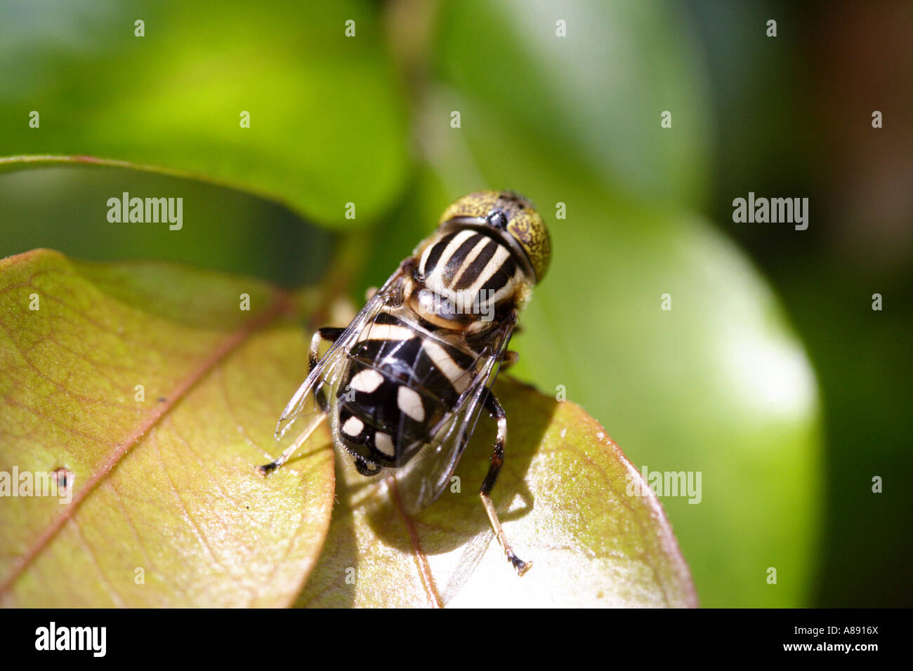 Native flys hi-res stock photography and images - Alamy