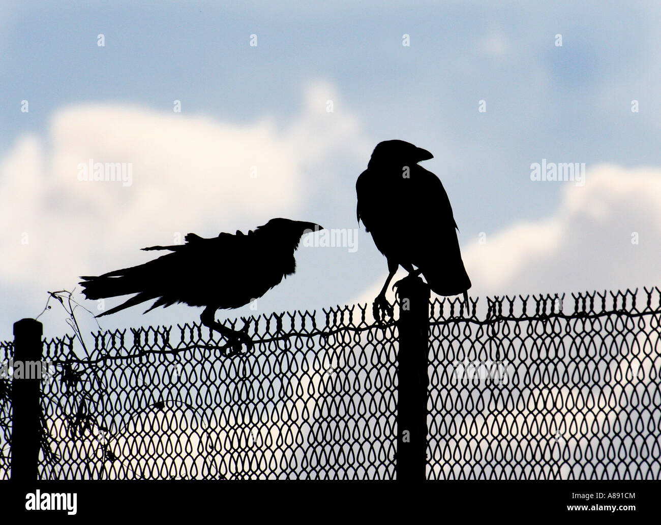 A PAIR OF CROWS SITTING ON A FENCE BDa10661 Stock Photo - Alamy