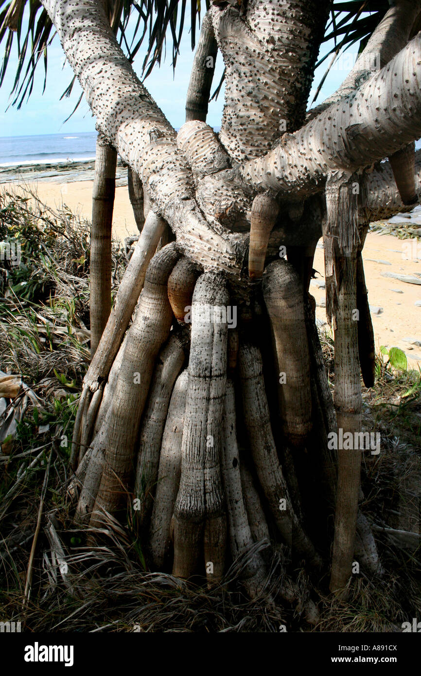 PANDANUS TREE FRAMING BEACH SCENE VERTICAL BDA10662 Stock Photo - Alamy