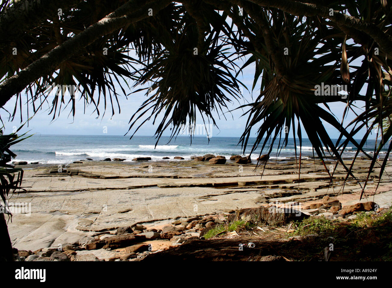 PANDANUS TREE FRAMING BEACH SCENE HORIZONTAL BDA10668 Stock Photo - Alamy