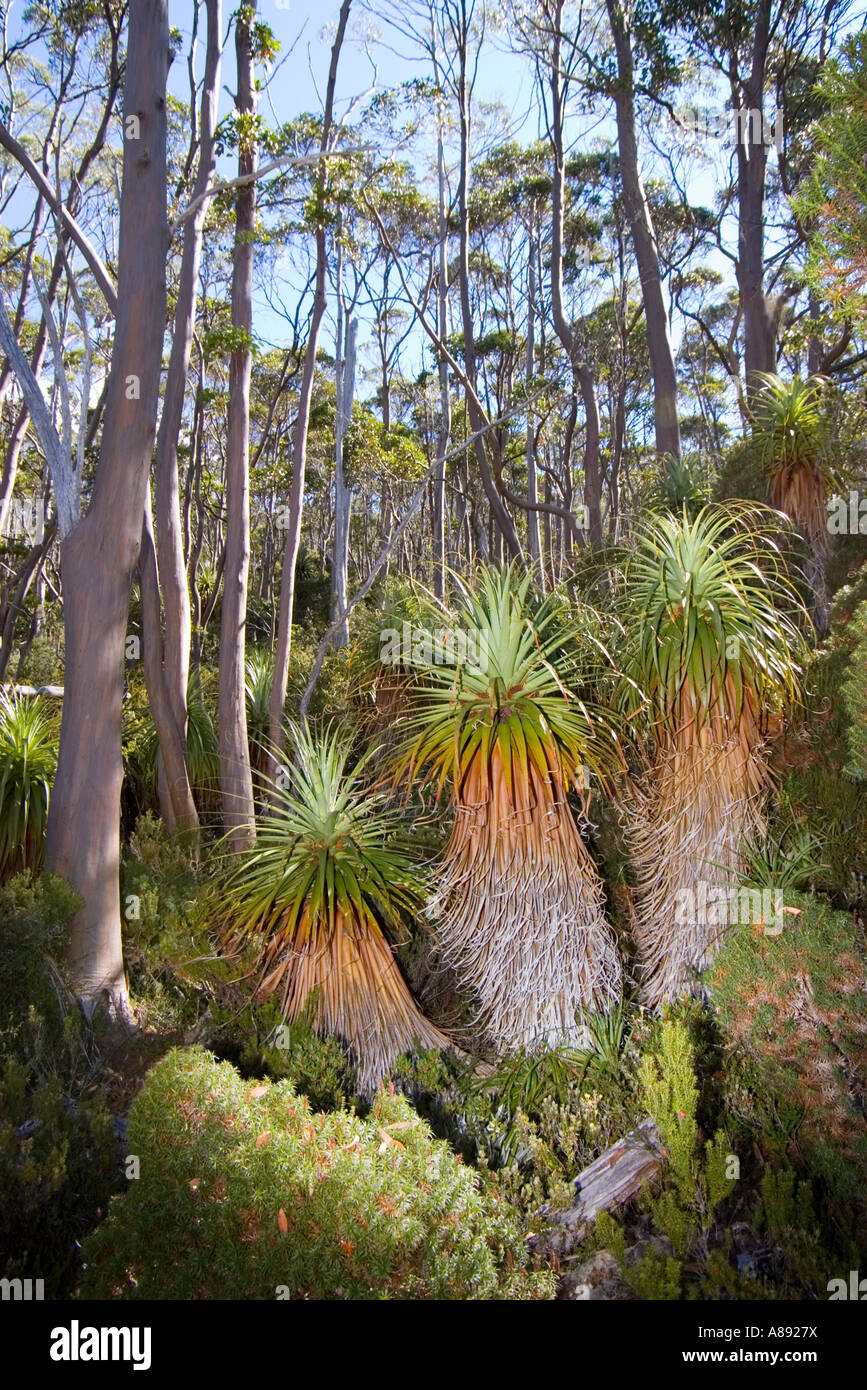 Pandani Plant Richea Pandanifolia Stock Photos & Pandani Plant Richea ...
