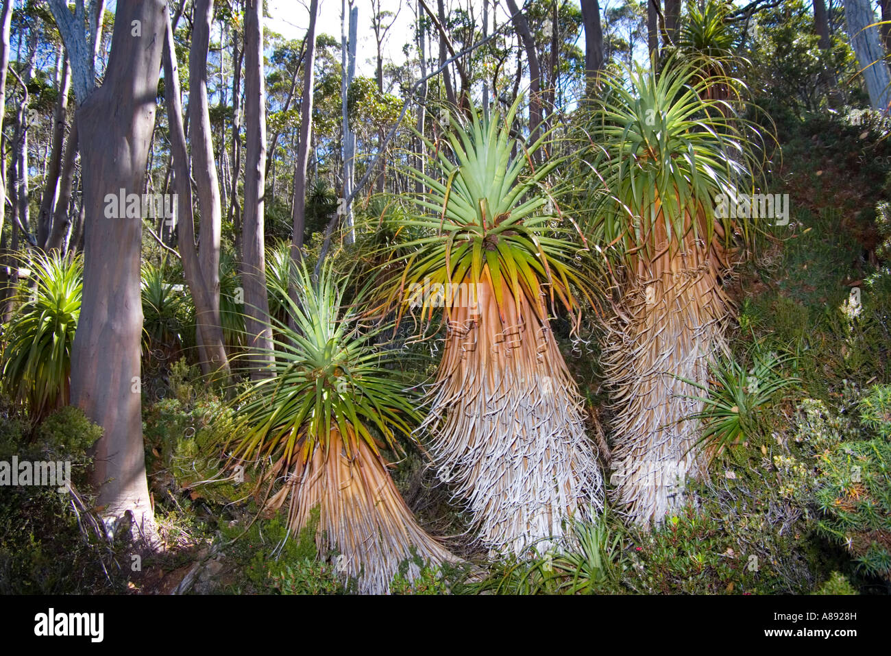 Three pandani amid snow gums Stock Photo - Alamy