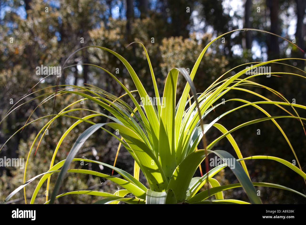 Pandani Plant Richea Pandanifolia Stock Photos & Pandani Plant Richea ...
