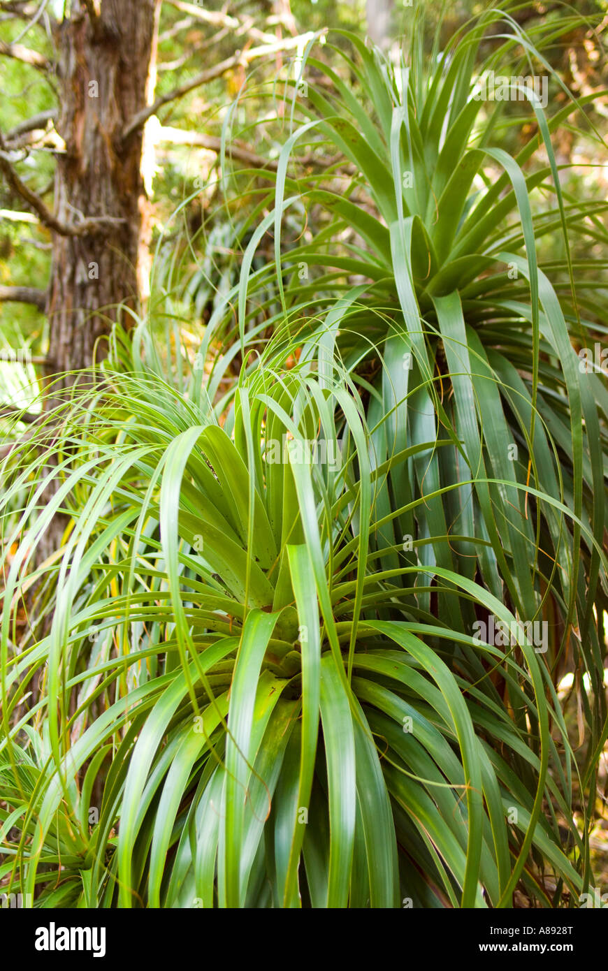 Australia tasmania pandani alpine hi-res stock photography and images ...
