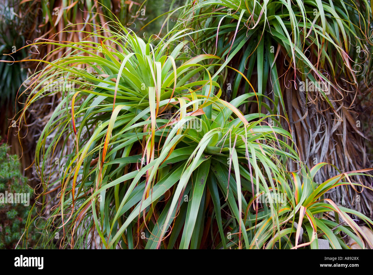 Beautiful Pandani Cluster Stock Photo - Alamy