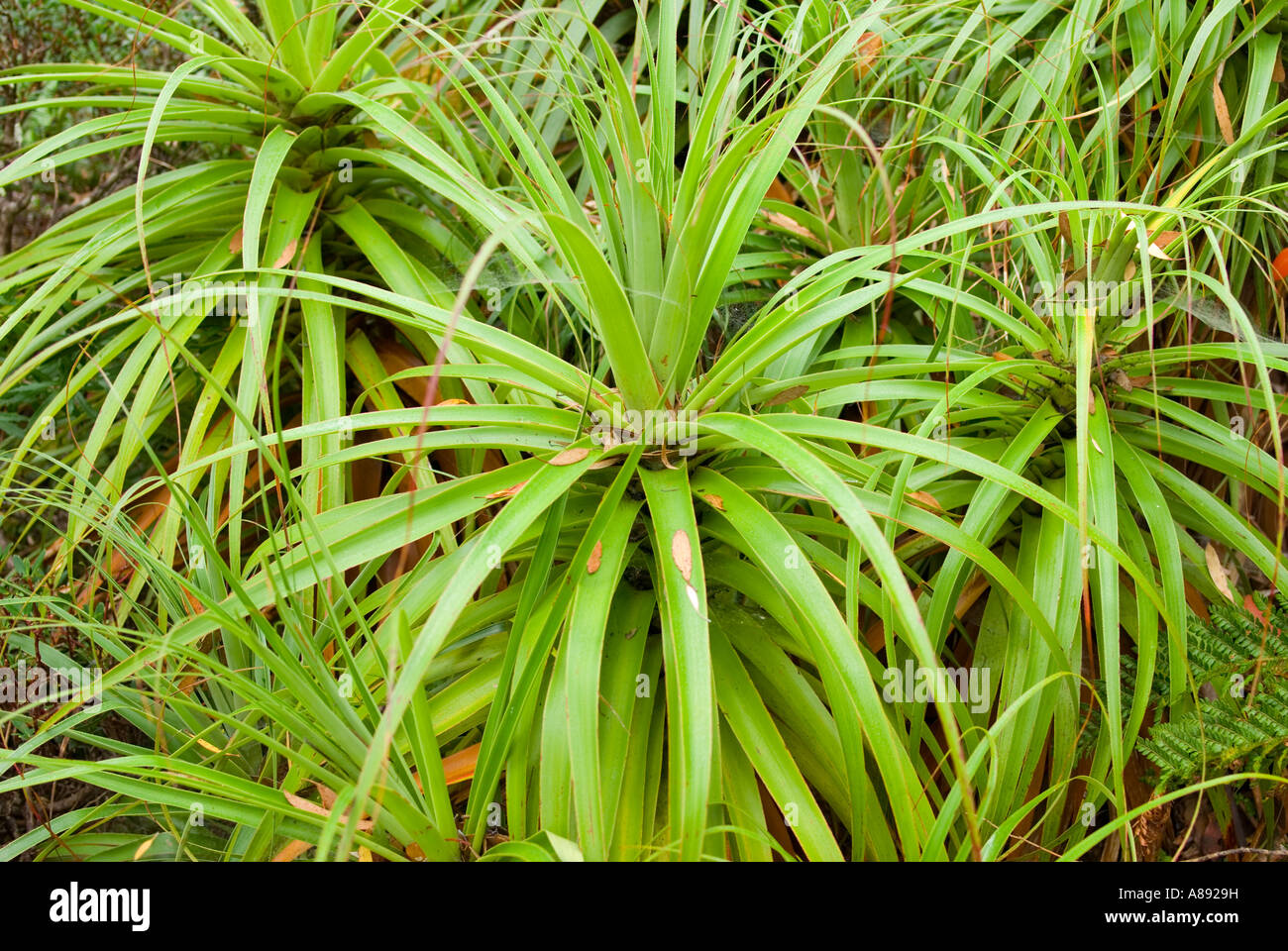 Australia tasmania pandani alpine hi-res stock photography and images ...