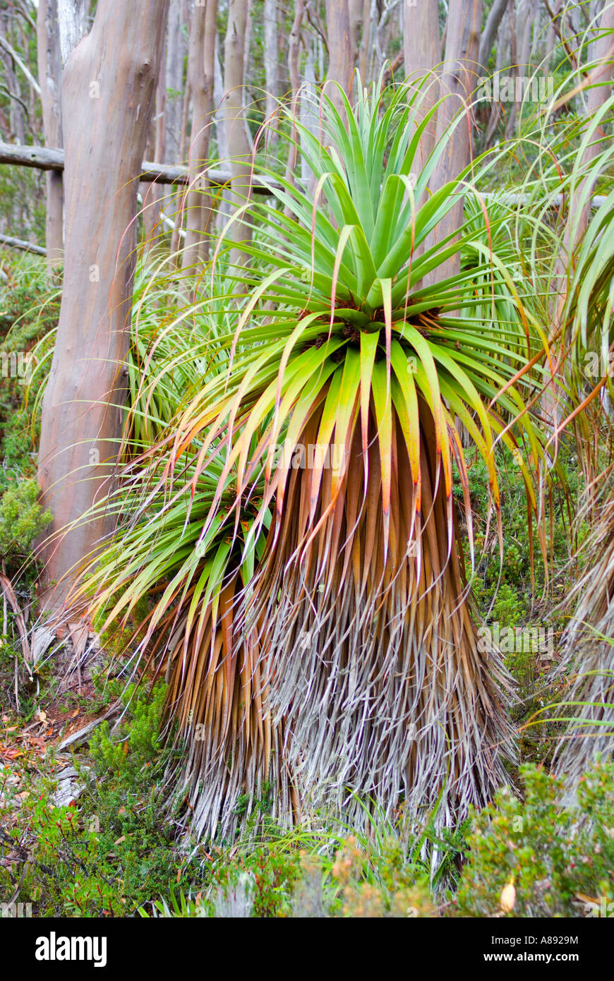 Beautiful Pandani amid Snow Gums Stock Photo - Alamy