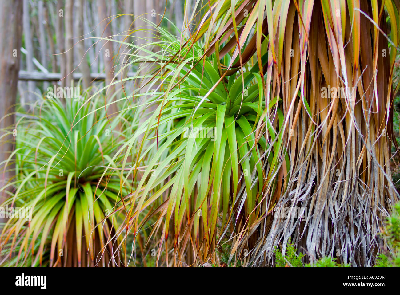 Pandani plant richea pandanifolia hi-res stock photography and images ...