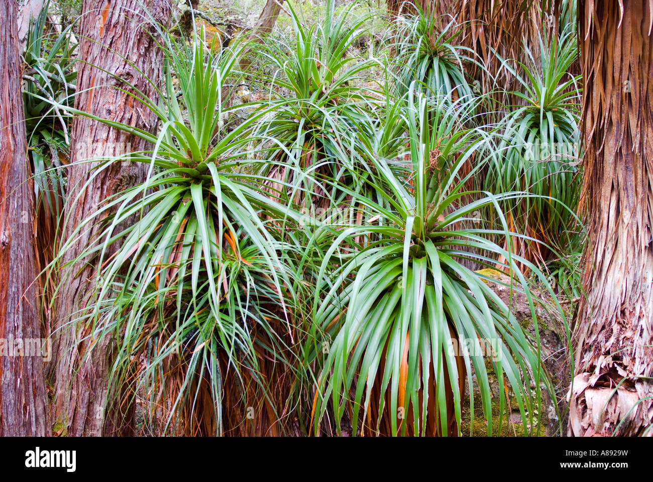 Pandani plant richea pandanifolia hi-res stock photography and images ...