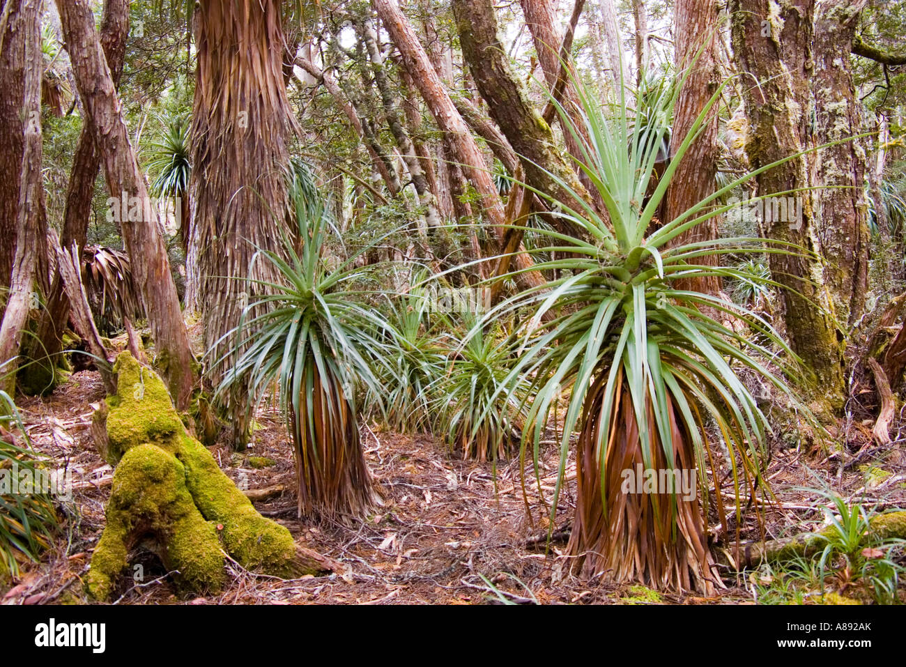 Australian native moss hi-res stock photography and images - Alamy