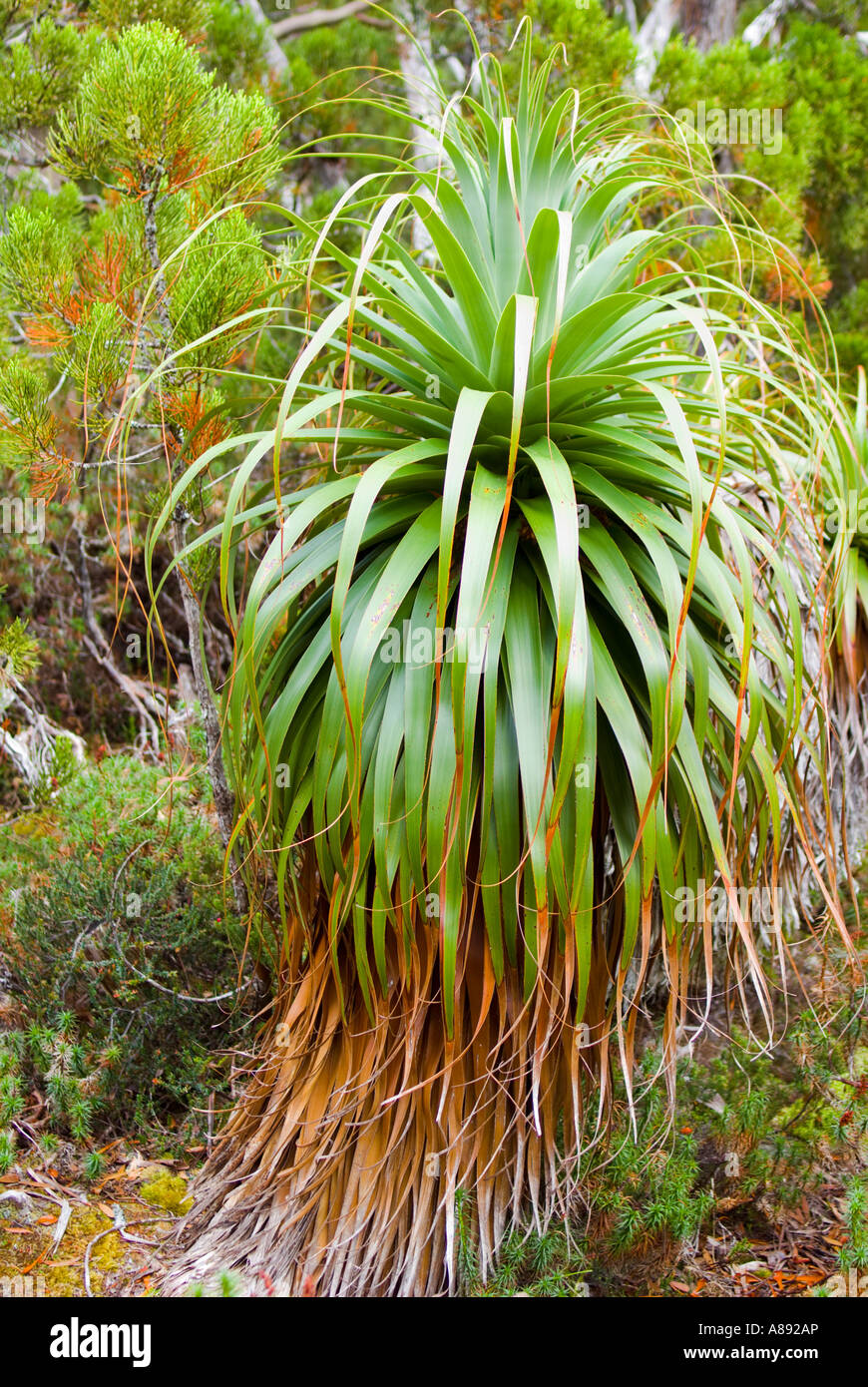 Australia tasmania pandani alpine hi-res stock photography and images ...