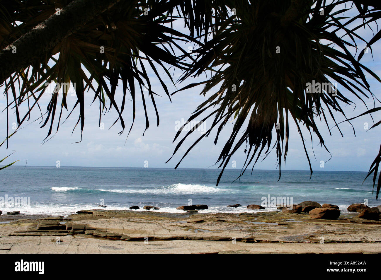 PANDANUS TREE FRAMING BEACH SCENE HORIZONTAL BDA10670 Stock Photo - Alamy