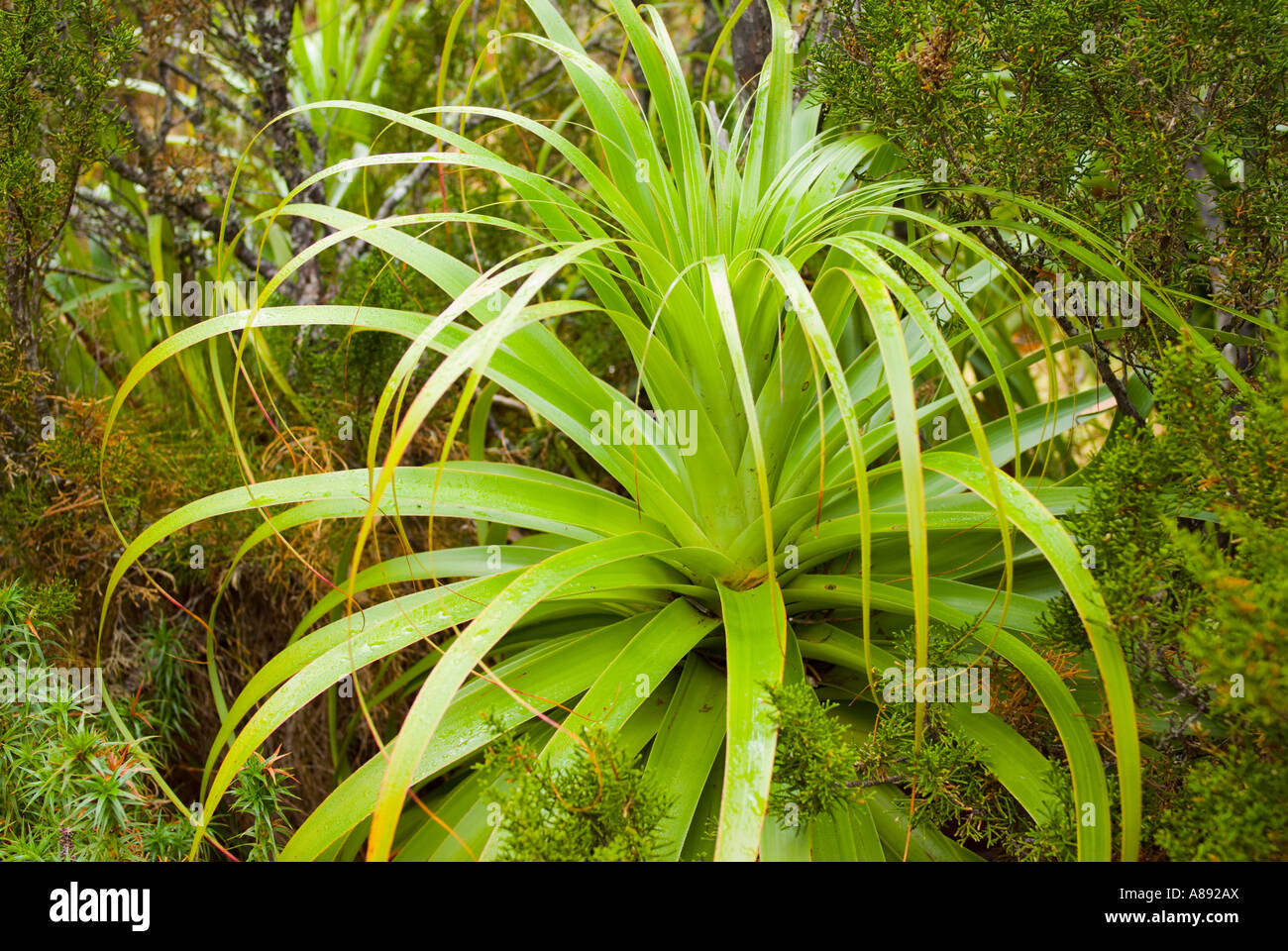 Detail of Beautiful Pandai Stock Photo - Alamy