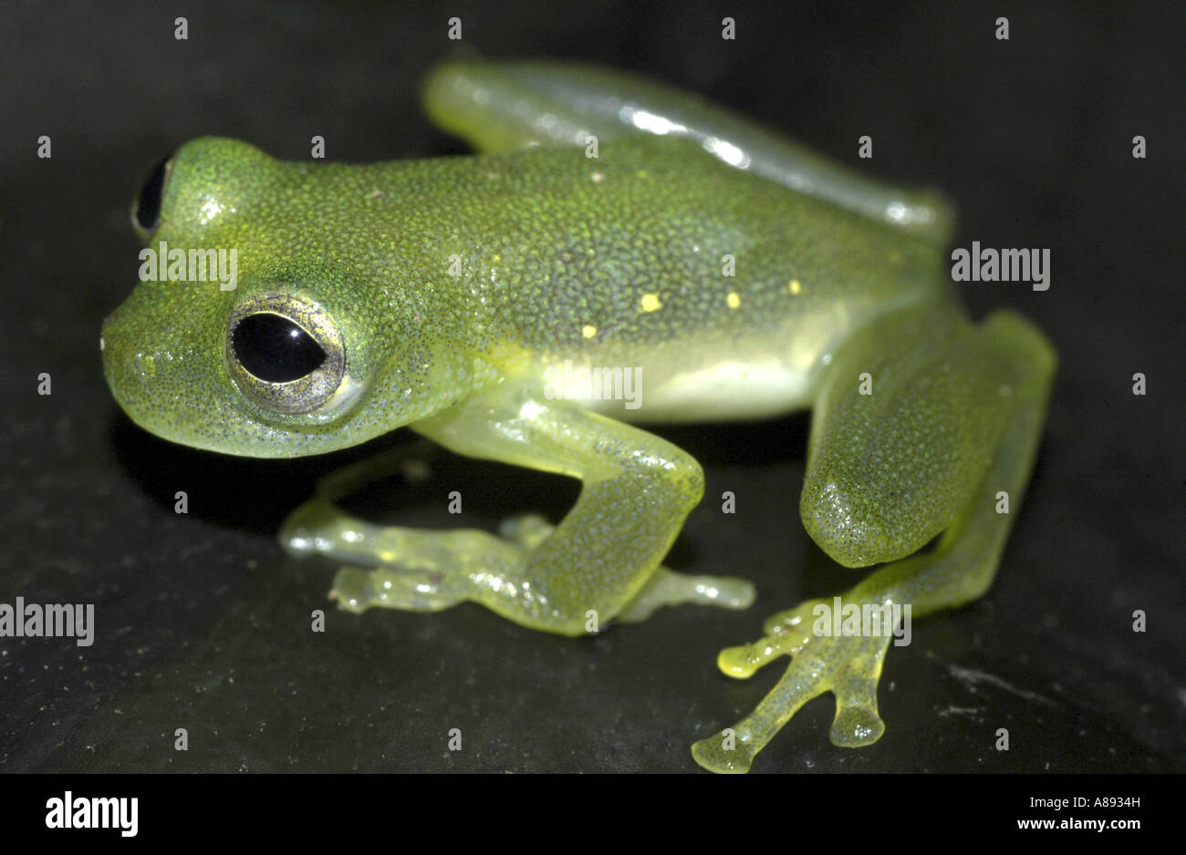 Amazonian Glass Frog (Cochranella midas) from Tiputini, Ecuador Stock ...
