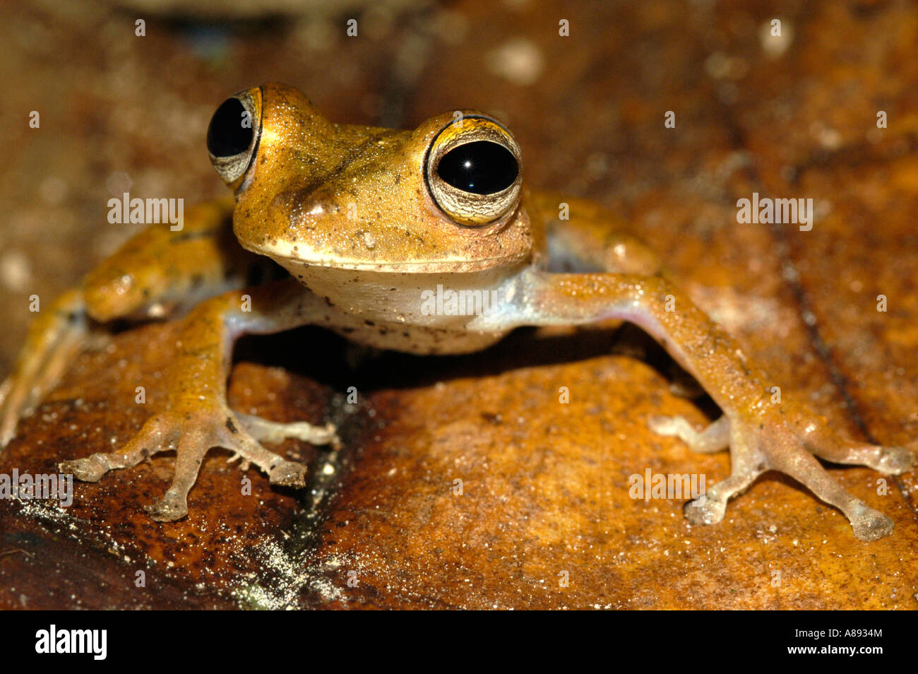 Convict Tree Frog (Hyla calcarata) from Tiputini, Ecuador Stock Photo ...