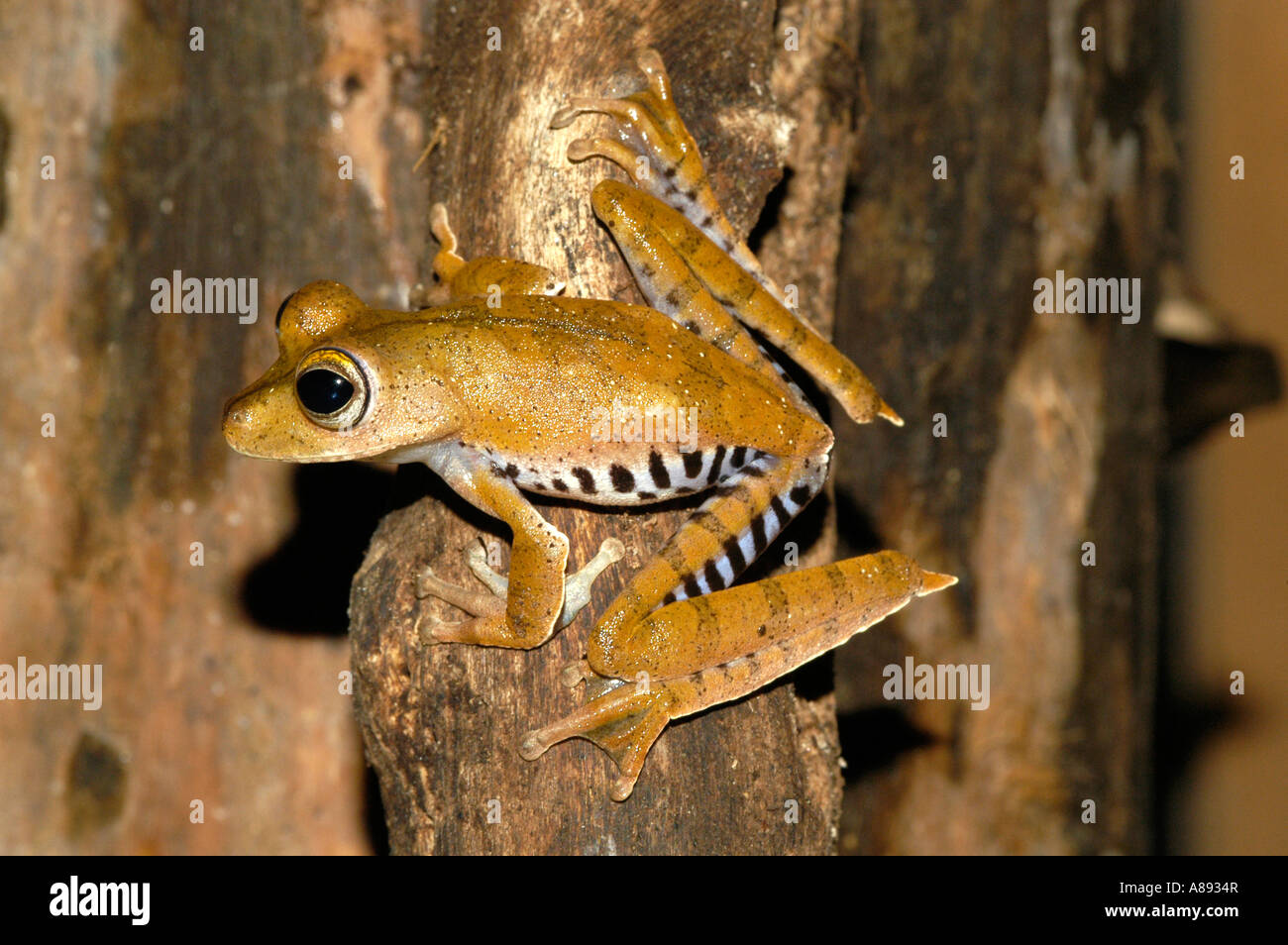 Convict Tree Frog (Hyla calcarata) from Tiputini, Ecuador Stock Photo ...