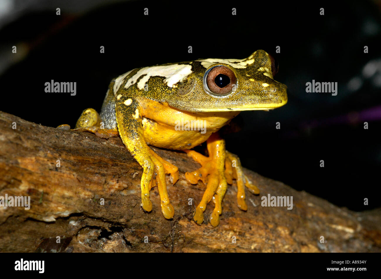 Map Tree Frog (Hyla geographica) from Titputini, Eucador Stock Photo ...