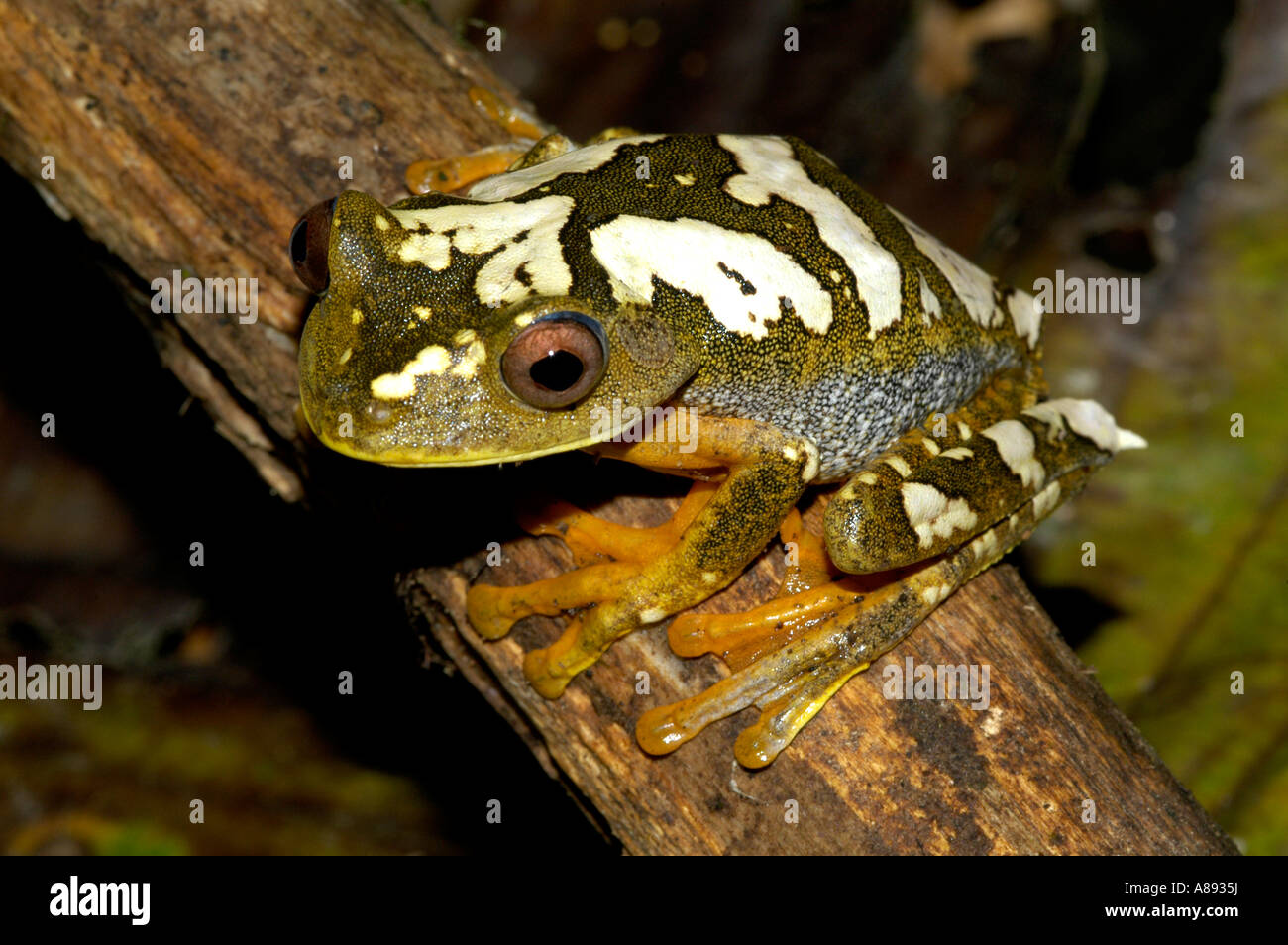 Map Tree Frog (Hyla geographica) from Titputini, Eucador Stock Photo ...