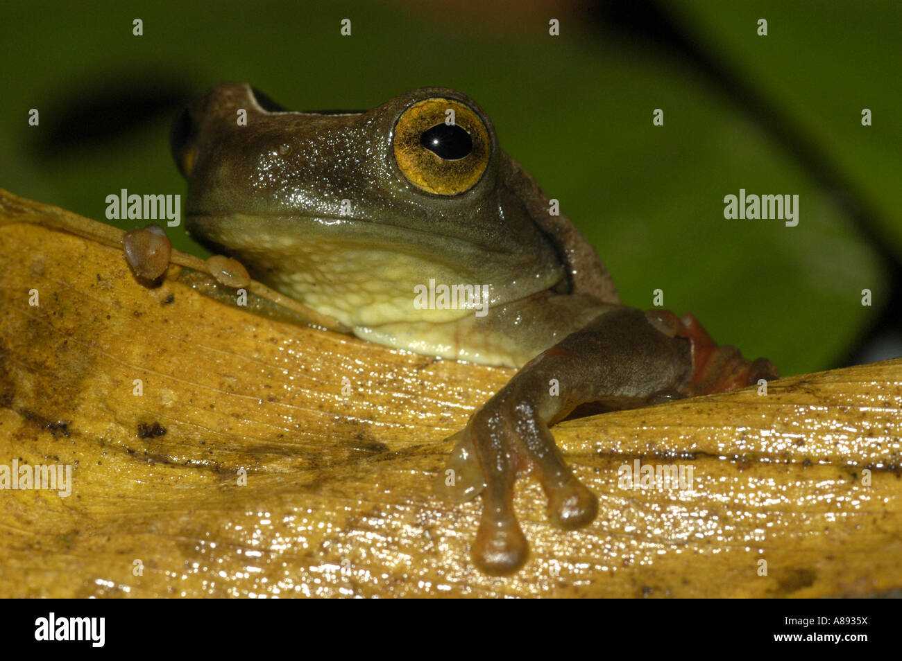 Clown Tree Frog (Hyla triangulum) from Tiputini, Ecuador Stock Photo ...