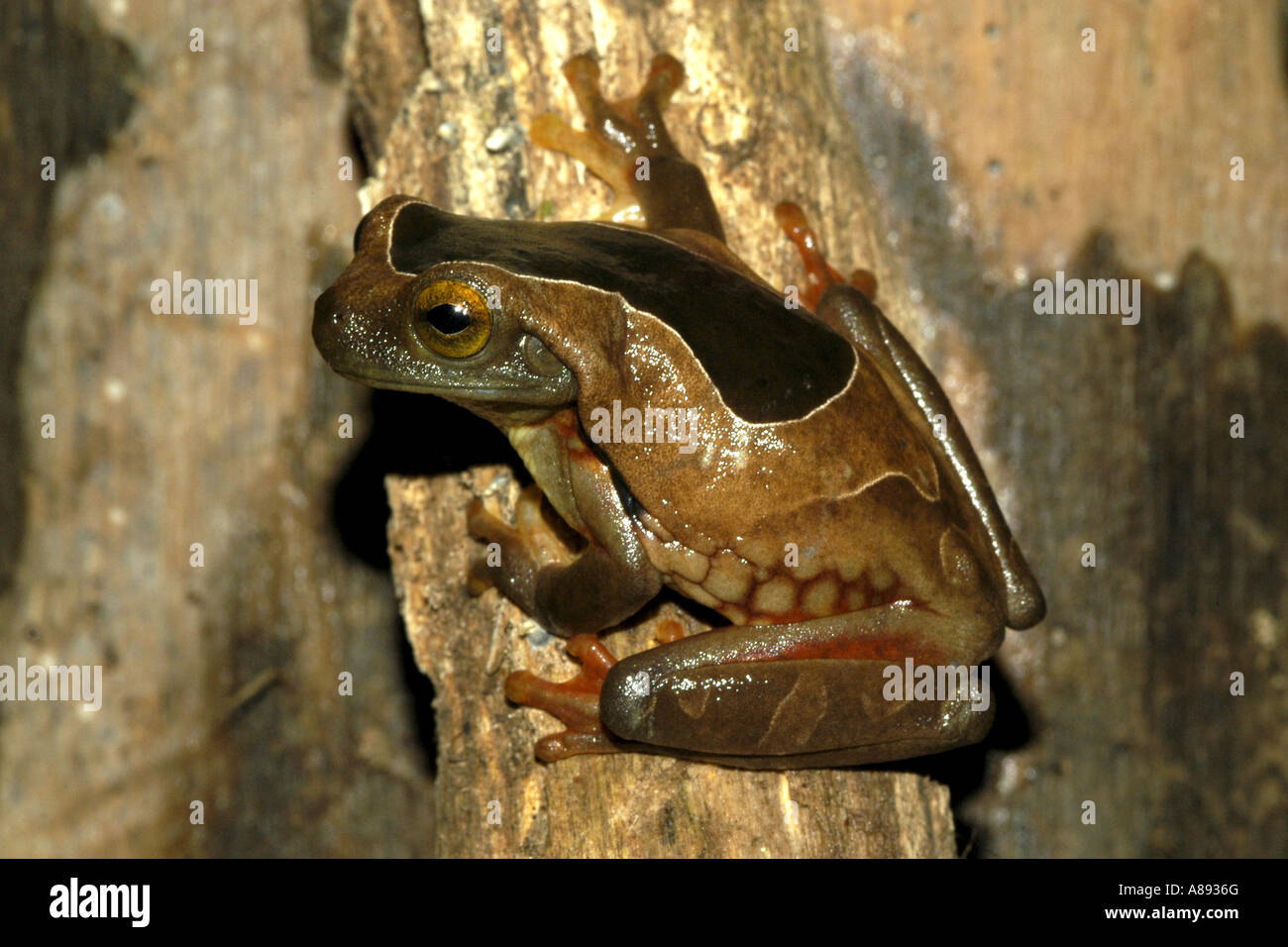 Clown Tree Frog (Hyla triangulum) from Tiputini, Ecuador Stock Photo ...