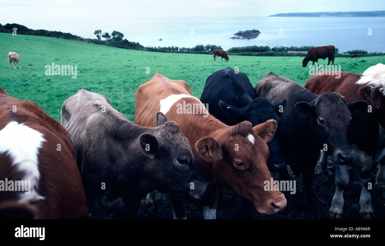 A line of cows in Cornwall Uk Stock Photo - Alamy