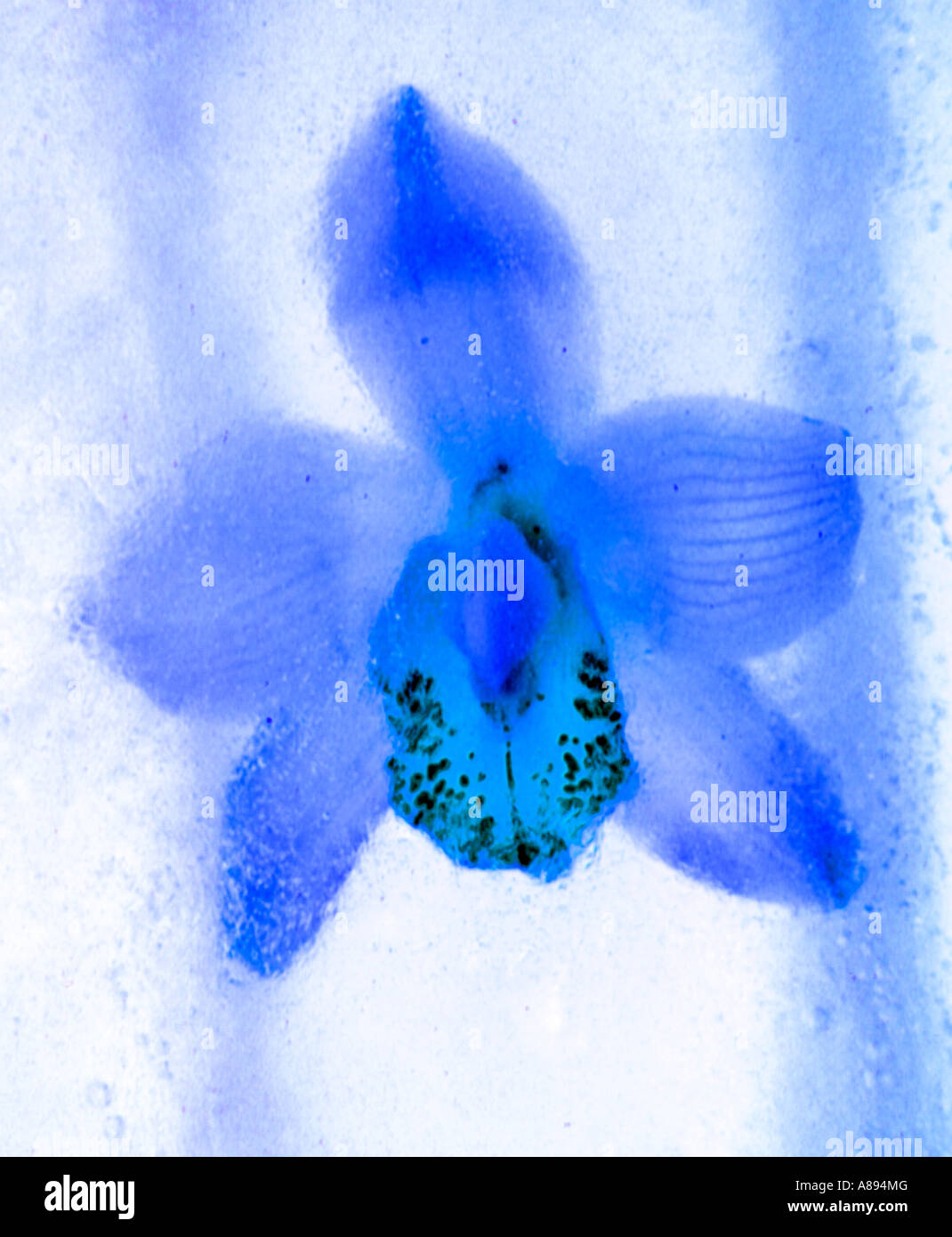 Orchid encased in ice Stock Photo - Alamy