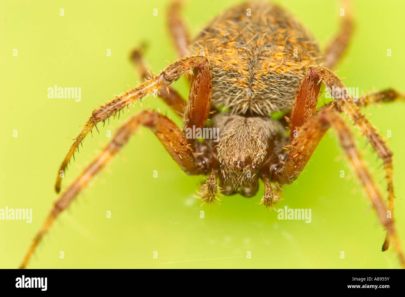 A close up of a barn spider on a lime green background Stock Photo - Alamy