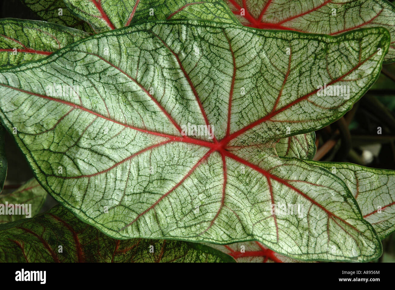 Caladiums hi-res stock photography and images - Alamy