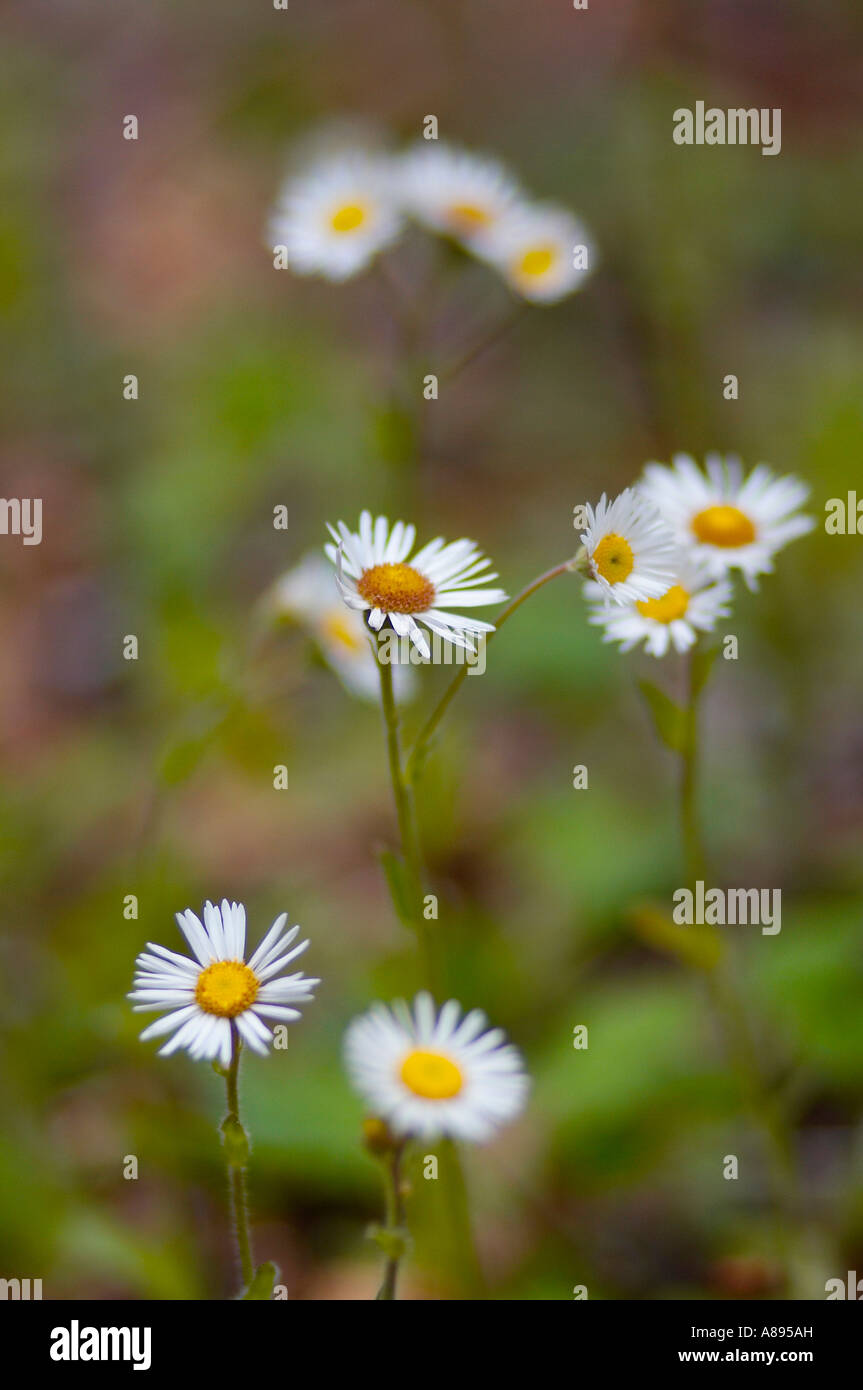 A group of wild daisies with a shallow depth of field Stock Photo - Alamy
