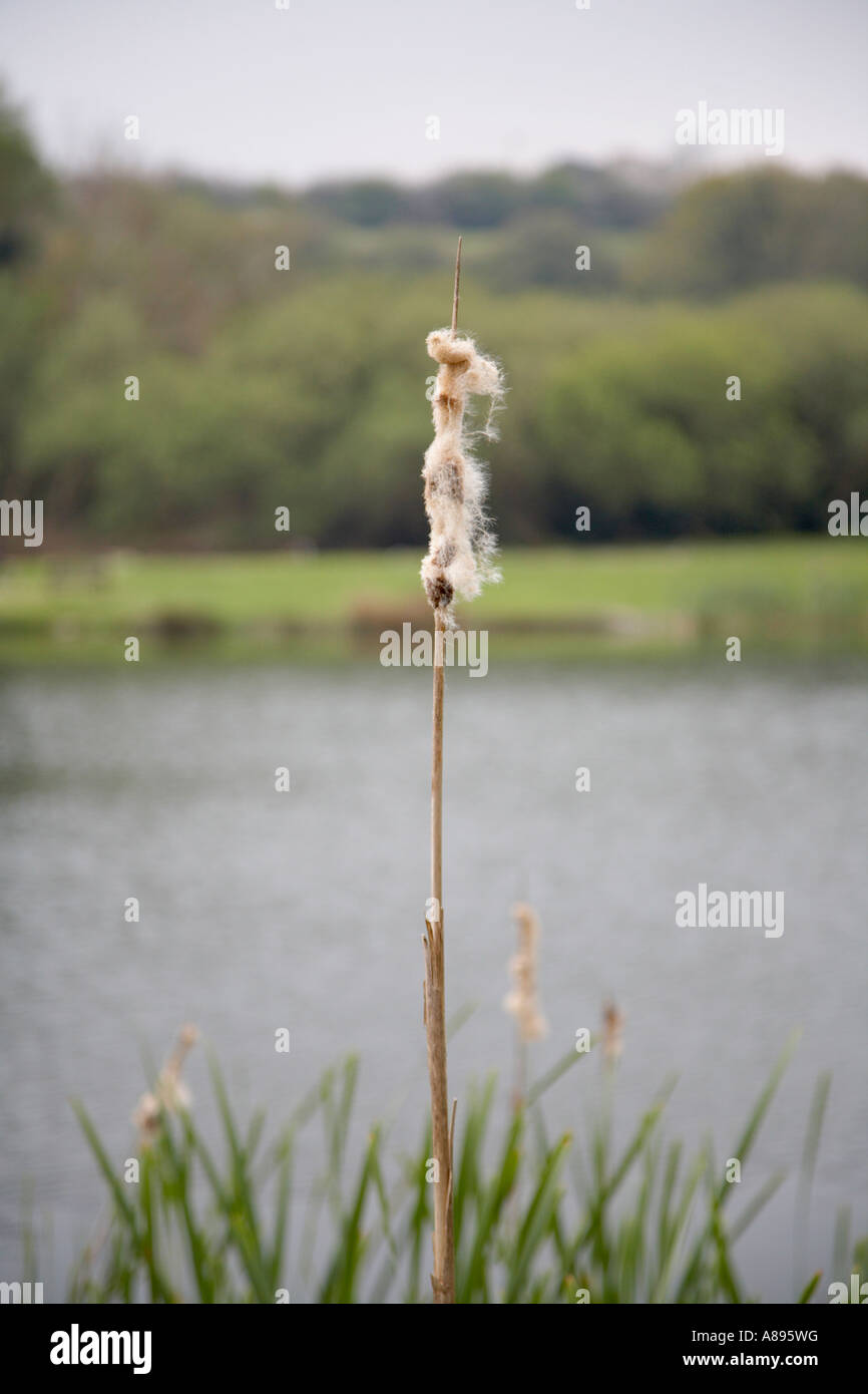 Bullrushes hi-res stock photography and images - Alamy