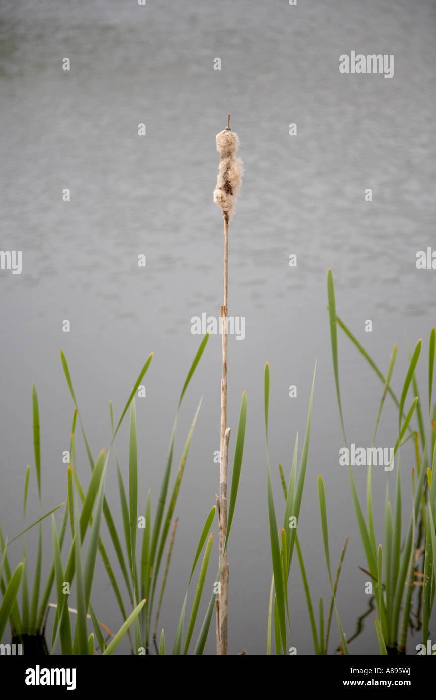 Bullrushes hi-res stock photography and images - Alamy