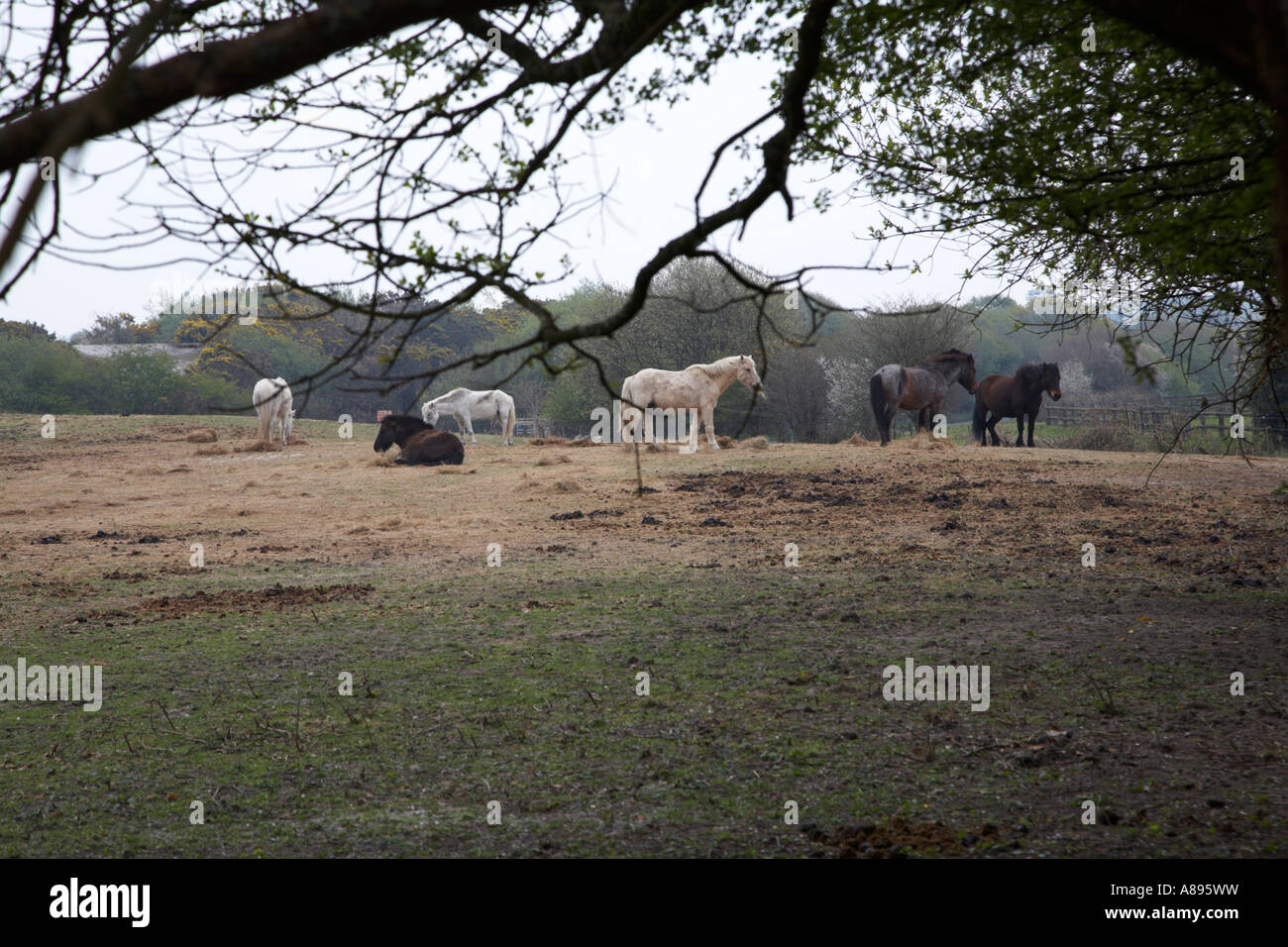 Ponies field hi-res stock photography and images - Alamy
