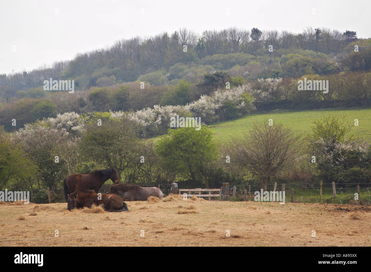 Ponies in a field in Cornwall Stock Photo - Alamy
