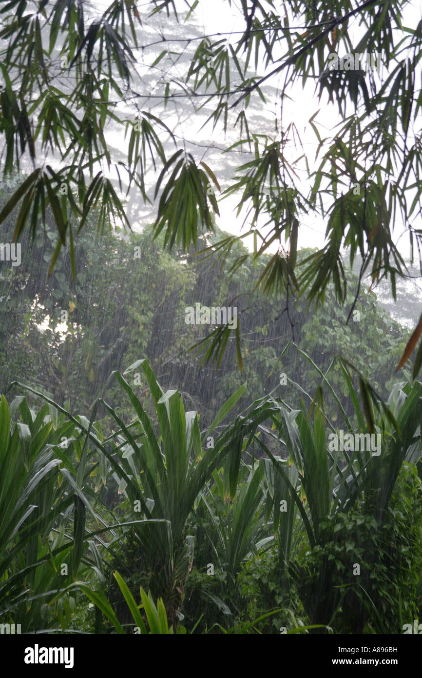 tropical rain in the jungle Borneo Malaysia Stock Photo - Alamy