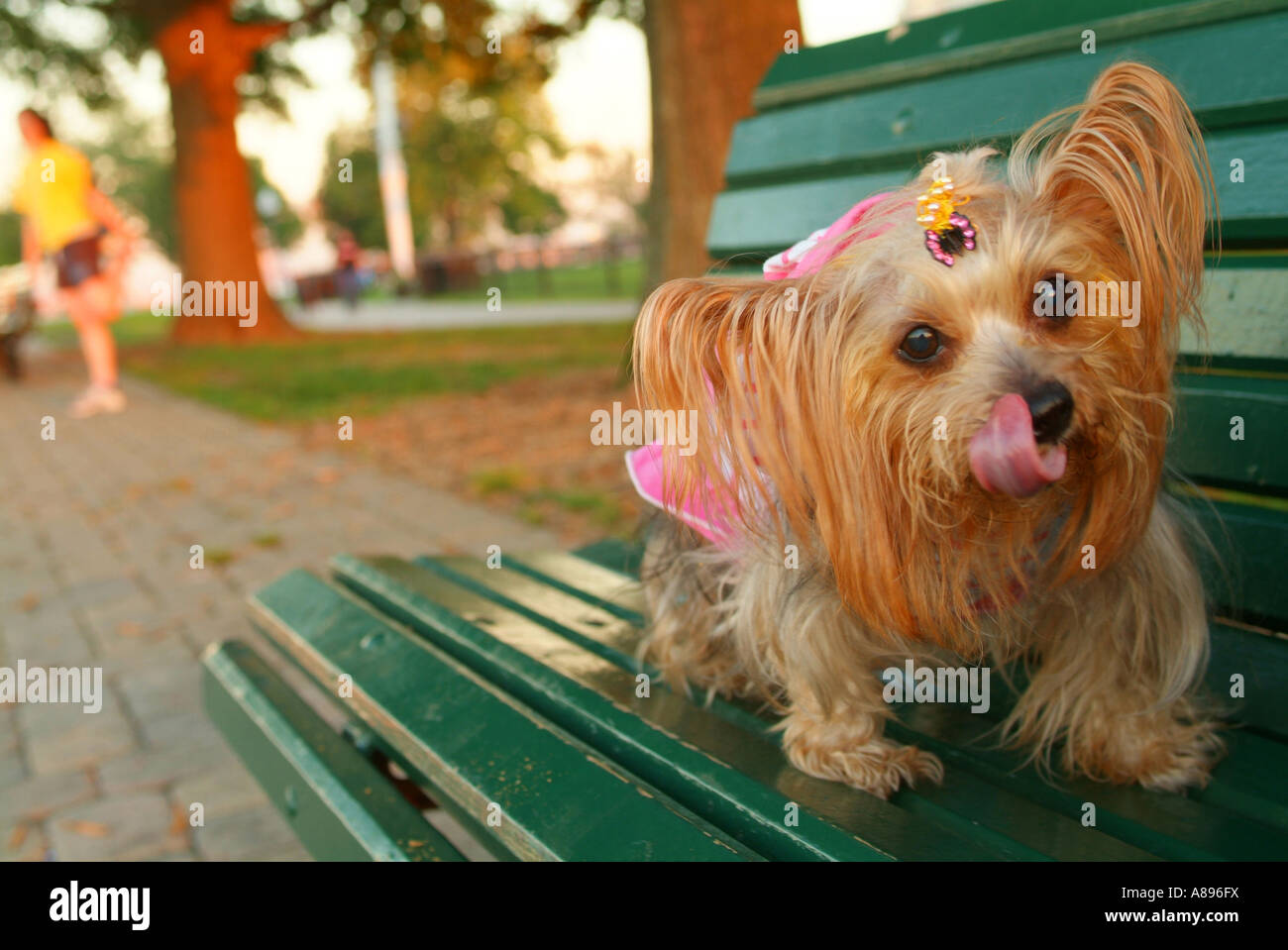 A small dog sits on a bench in Federal Hill Park while a runner ...