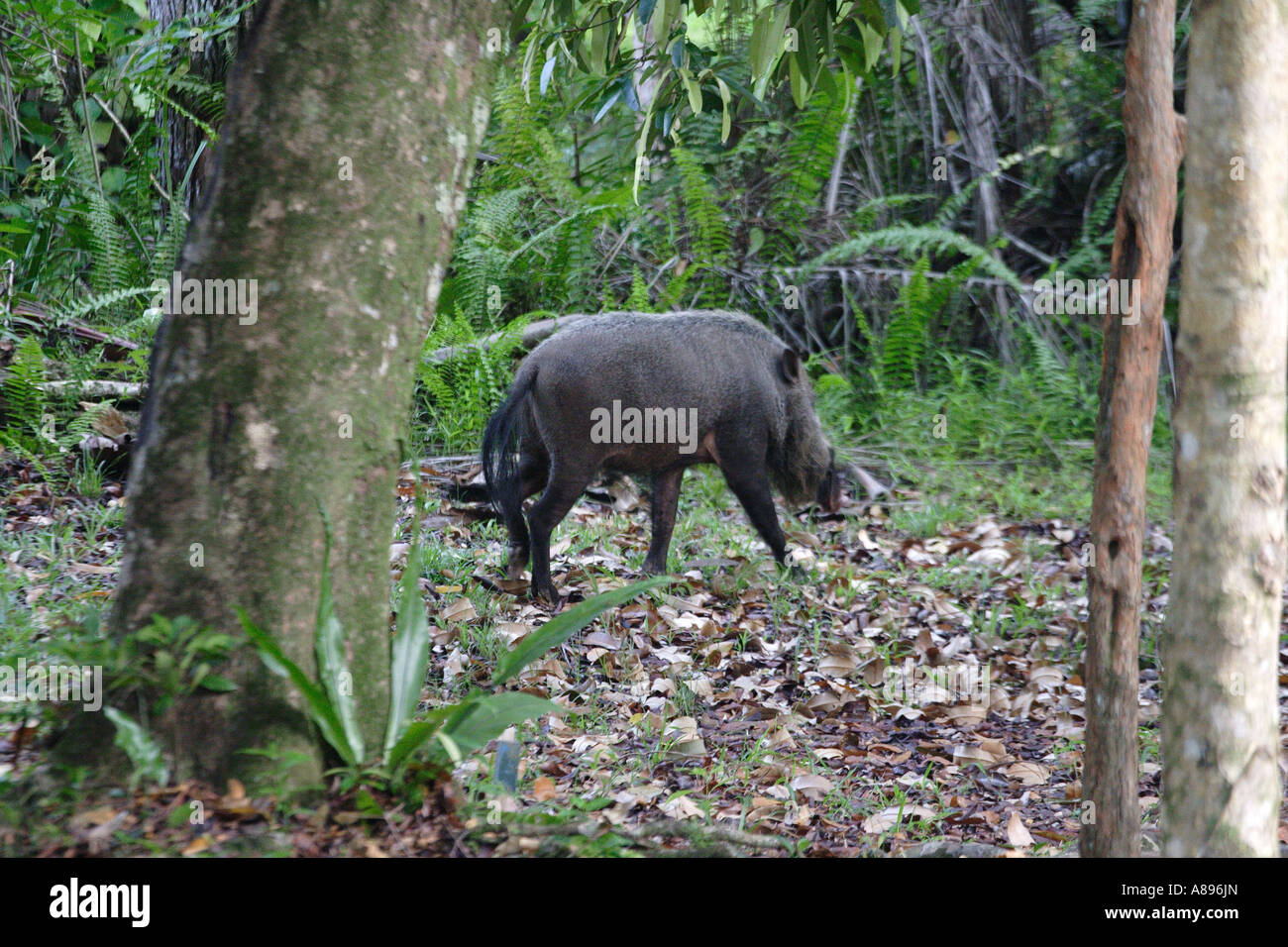 wild Bornean Bearded pig Sus Barbatus Malaysia Borneo Stock Photo - Alamy