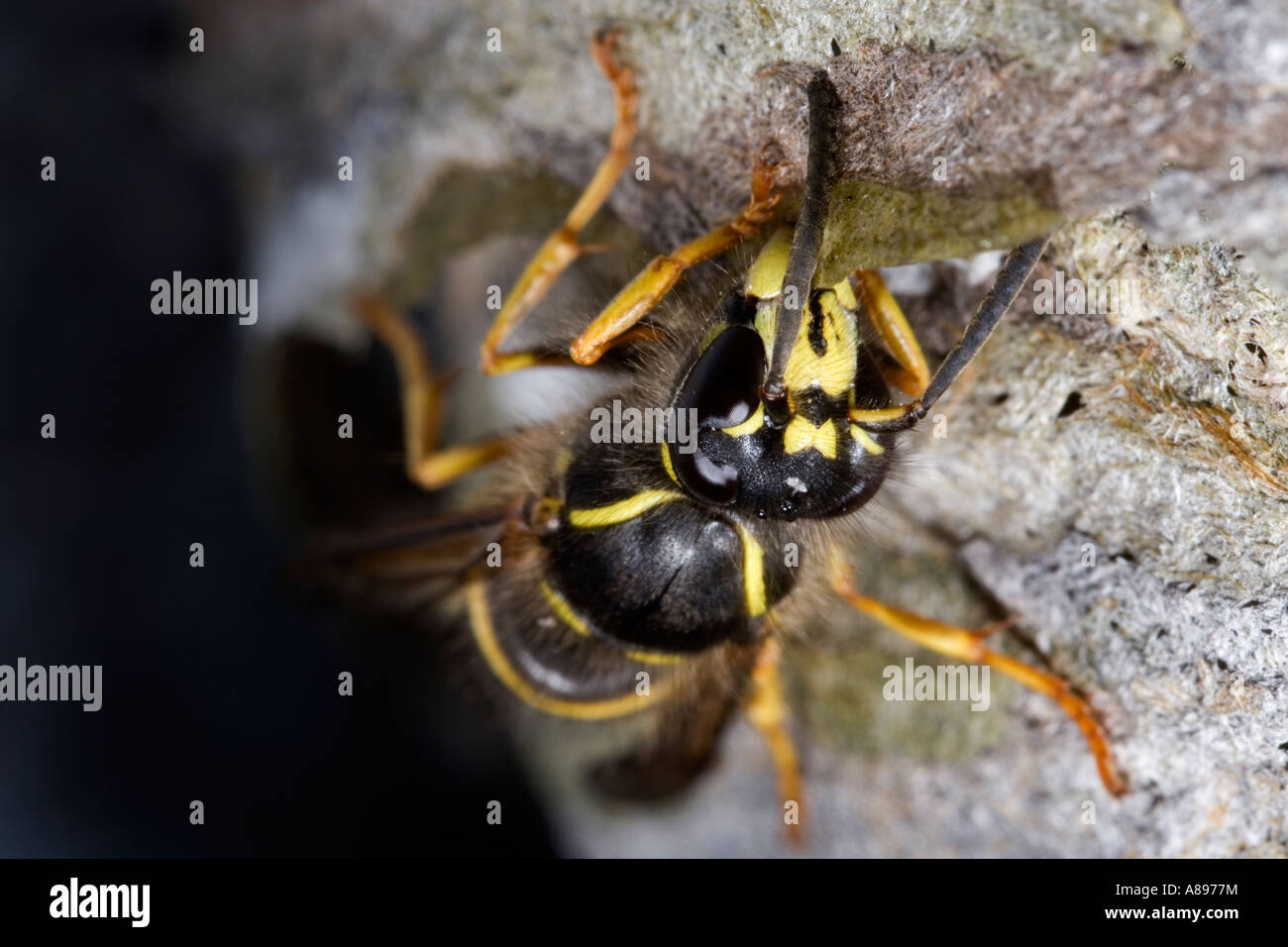 Saxon Wasp Dolichovespula saxonica building nest biggleswade ...