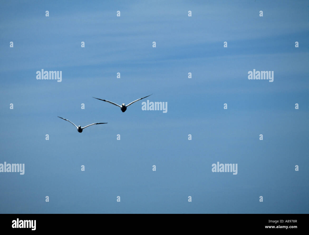 two large sea birds in flight together off the irish coast Stock Photo ...
