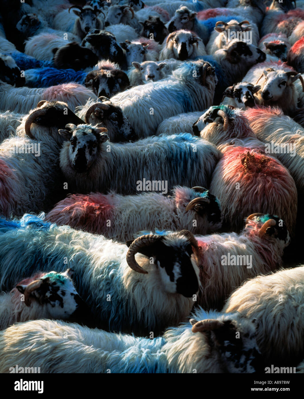 Lambs Quarters Stock Photos & Lambs Quarters Stock Images - Alamy