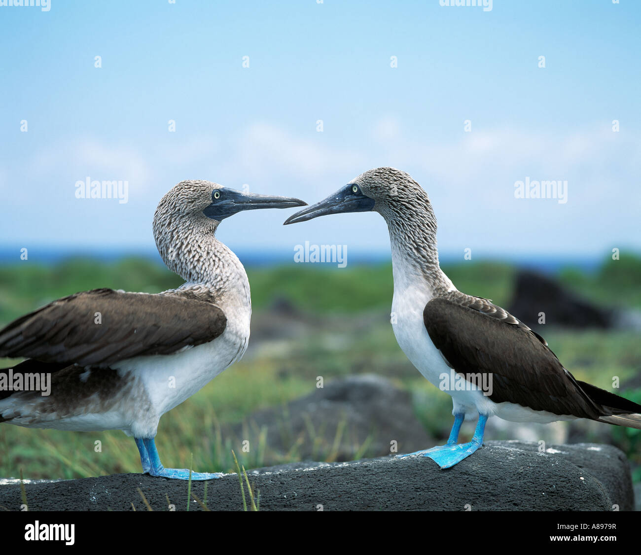 two large marine birds with blue webbed feet looking straight at one ...
