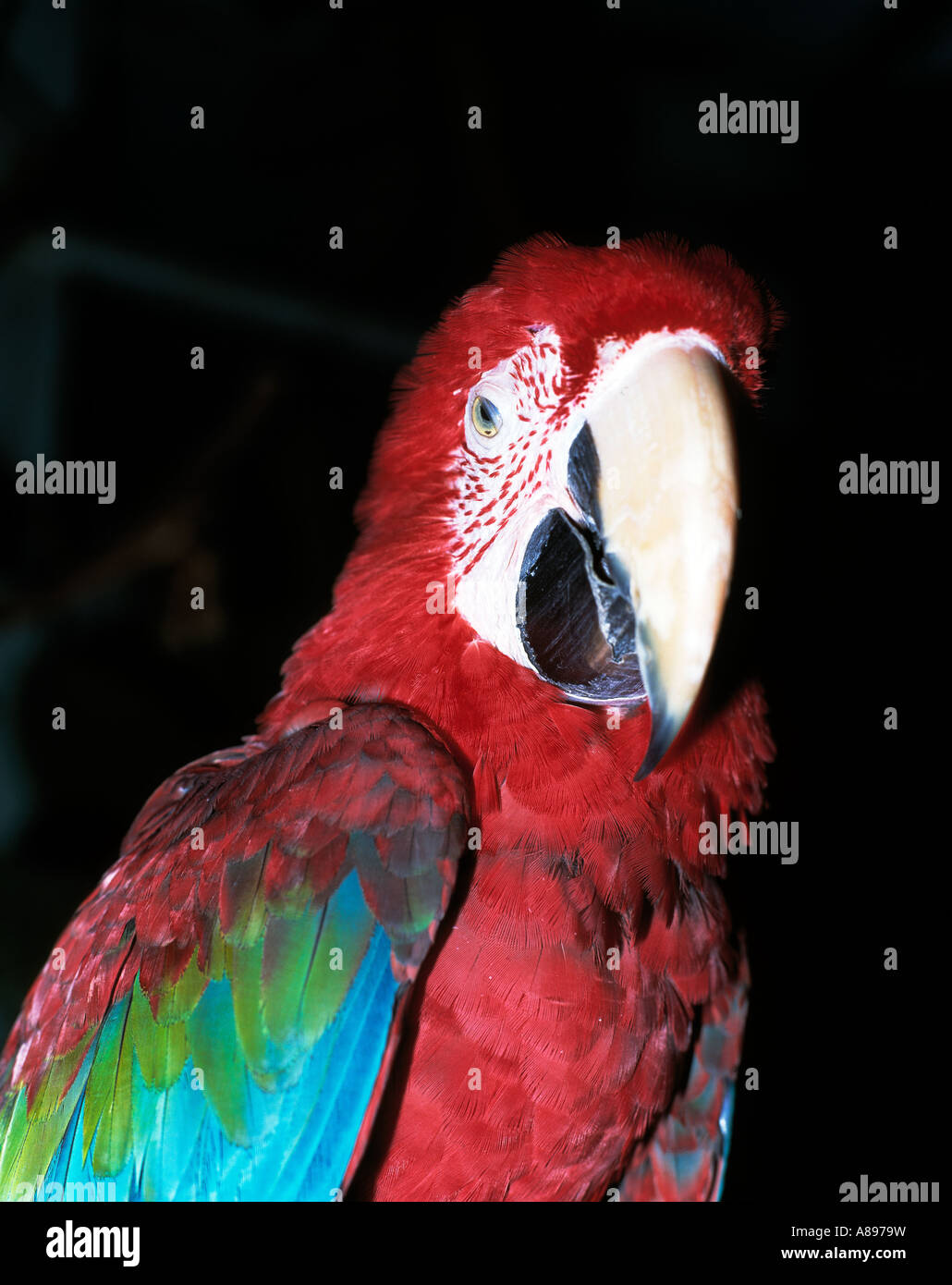 Large long tailed bird hi-res stock photography and images - Alamy